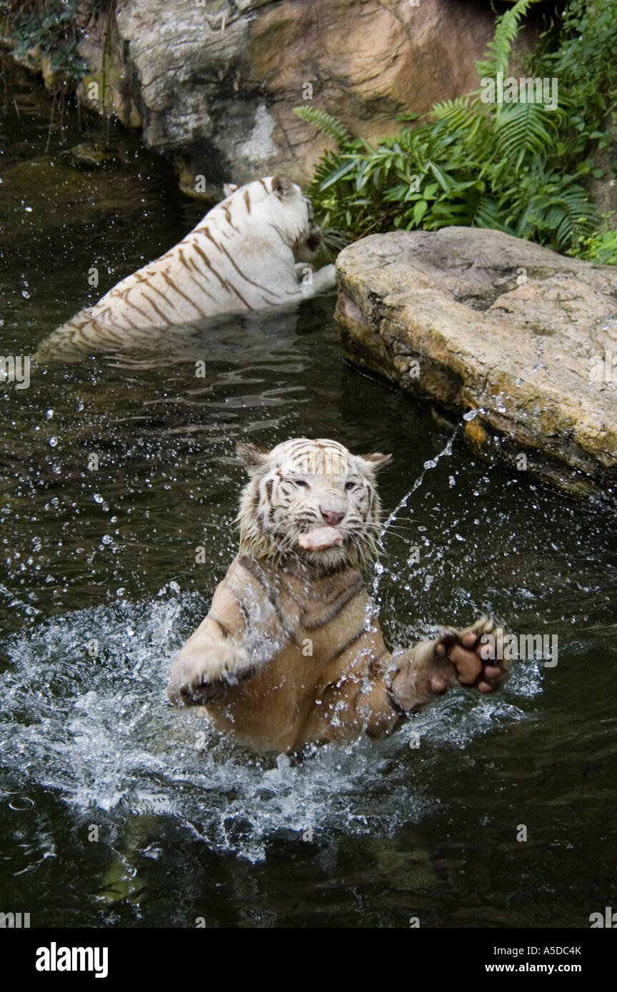 Tiger tigris bengal leap hi-res stock photography and images - Alamy