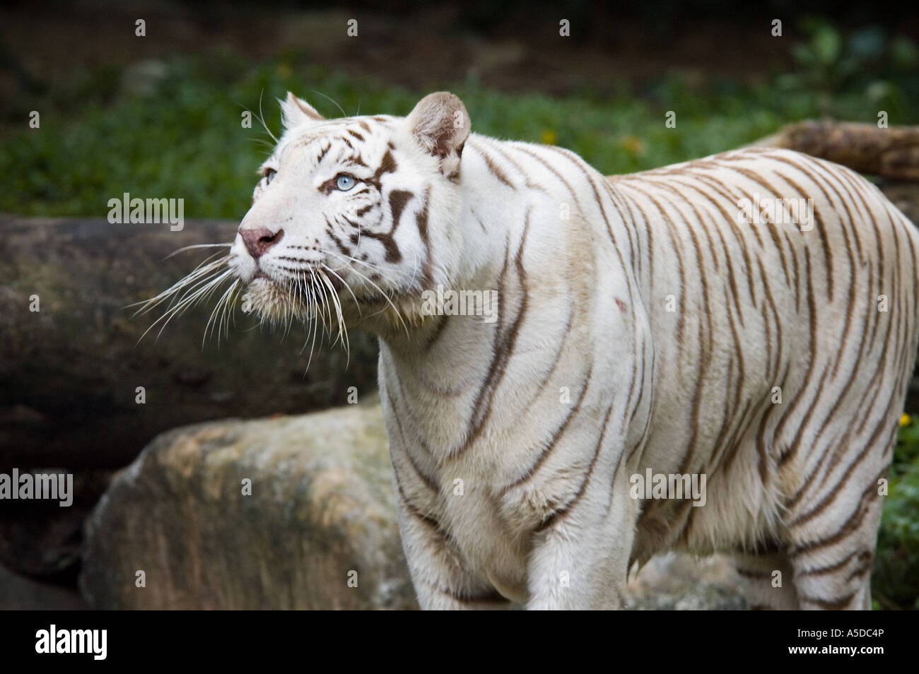 White Tiger And Normal Tiger