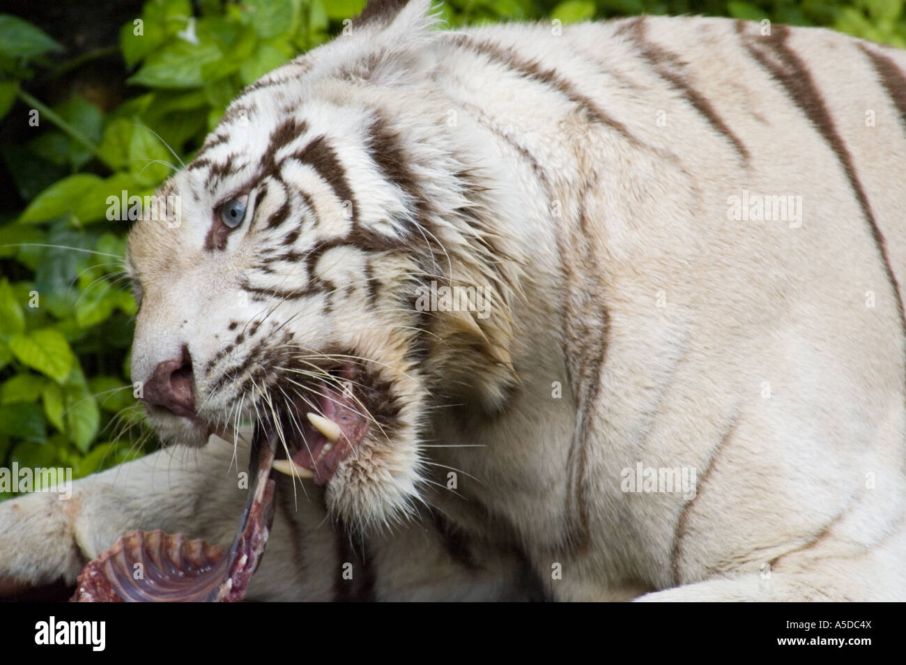 Stock photo of a white tiger a bengal tiger without the normal orange ...