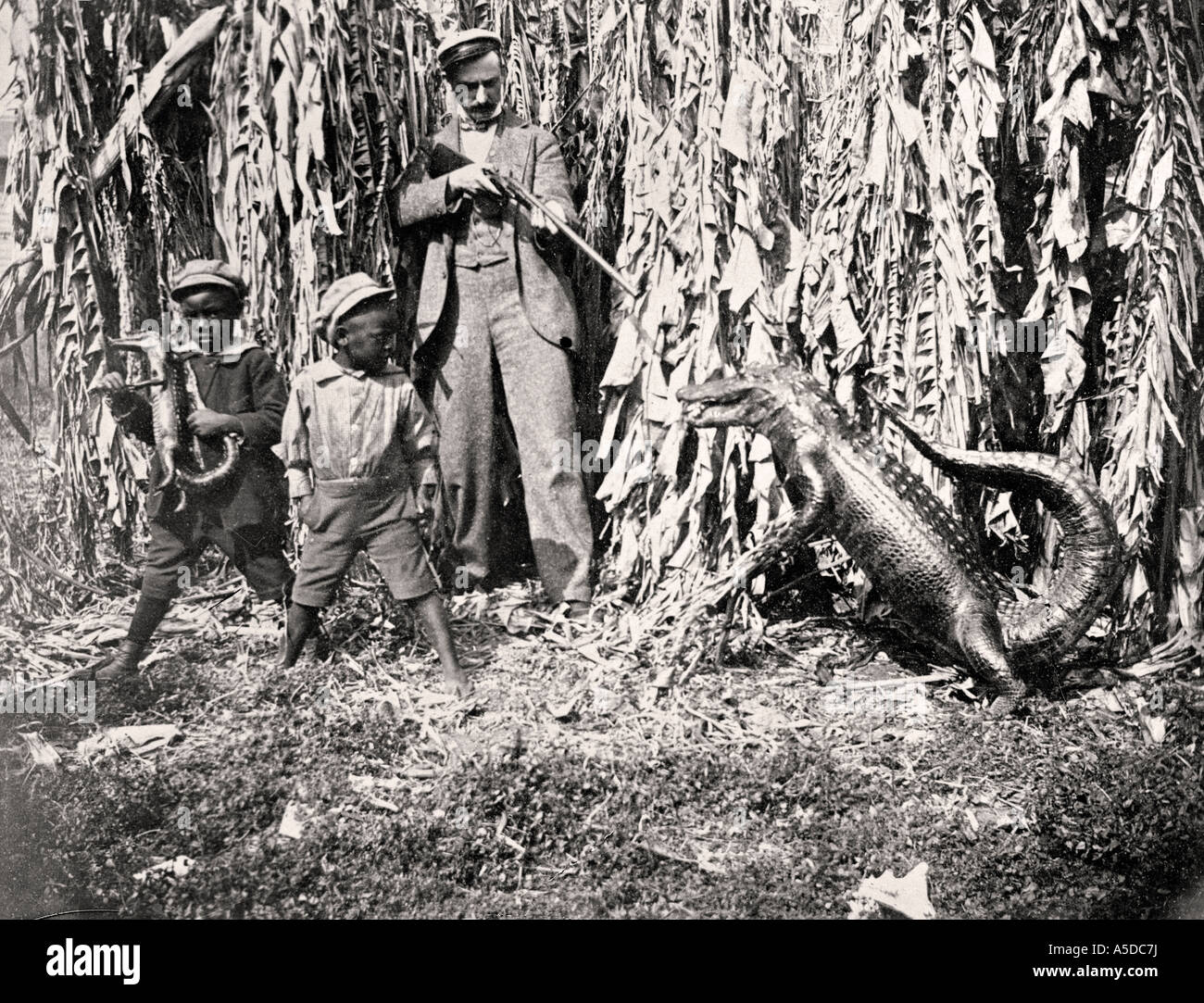 Humorous historic photograph of man with alligator Stock Photo - Alamy