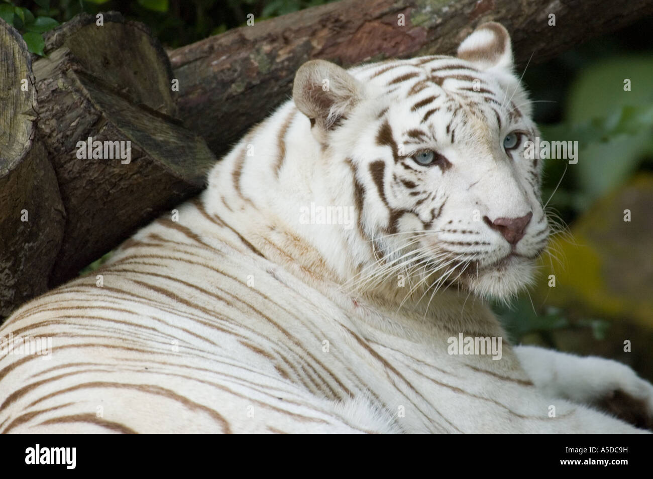 Stock photo of a white tiger a bengal tiger without the normal orange ...