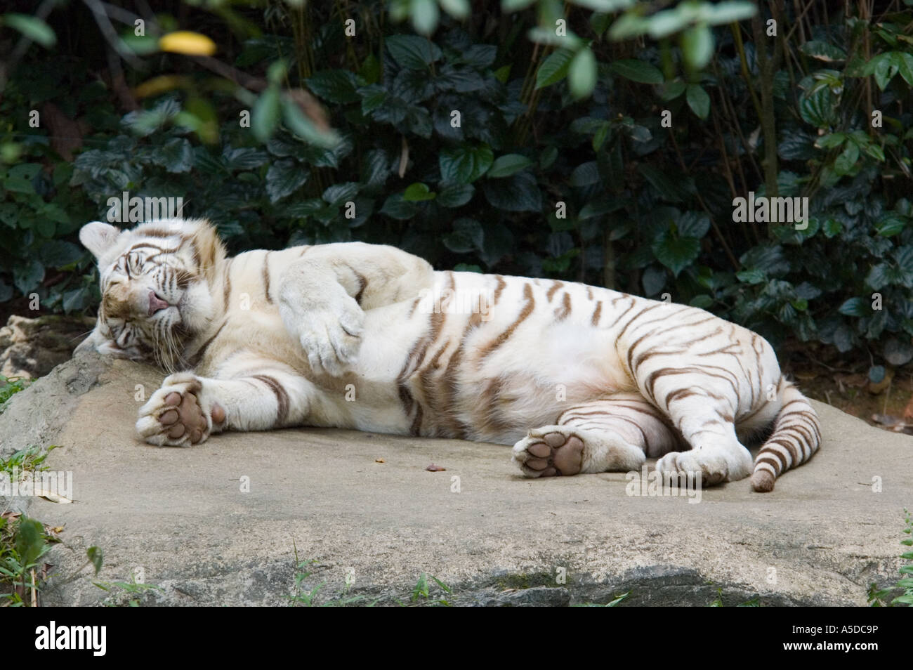 Stock photo of a white tiger a bengal tiger without the normal orange ...