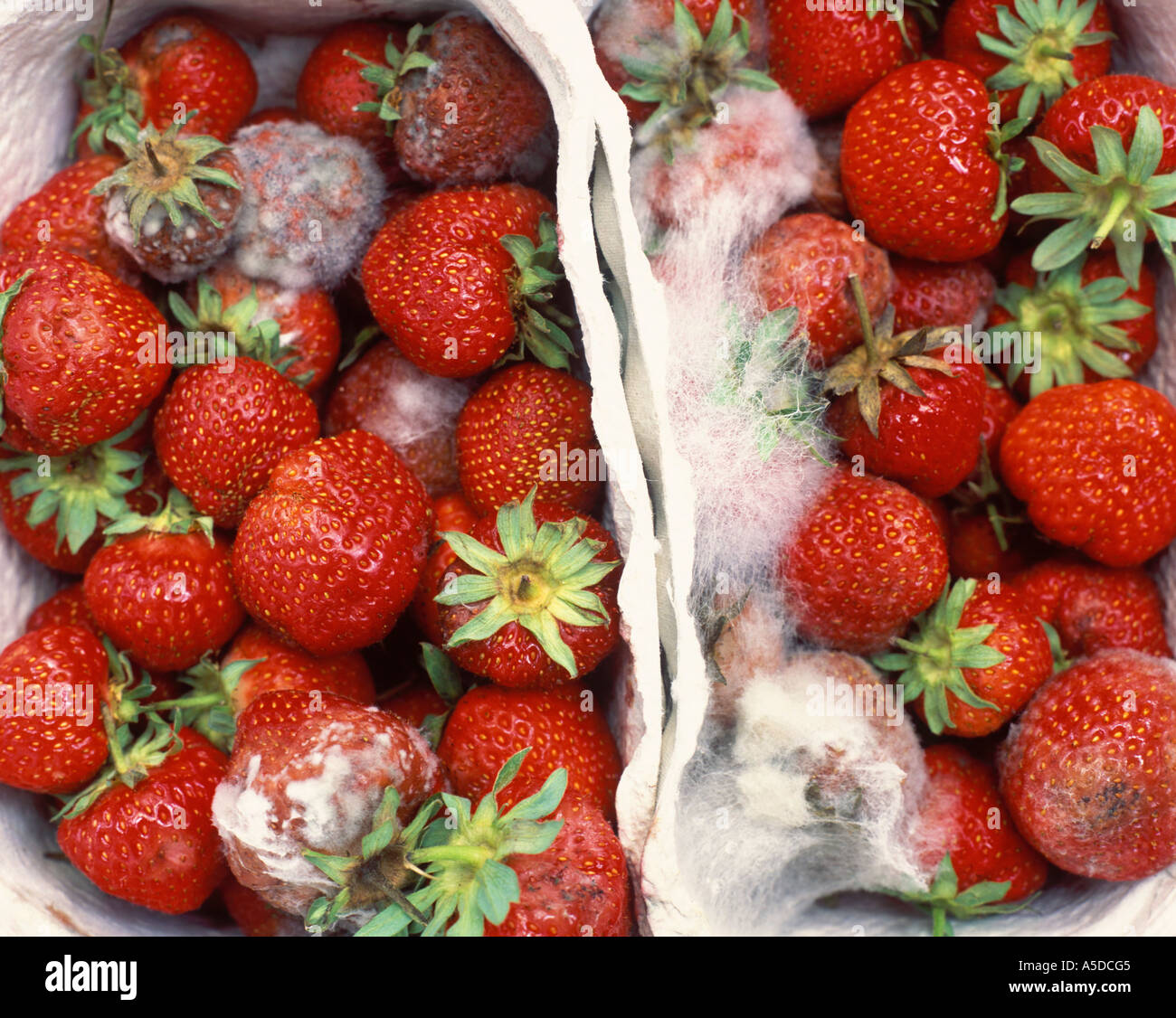 Rotten Strawberries Stock Photos & Rotten Strawberries Stock Images - Alamy