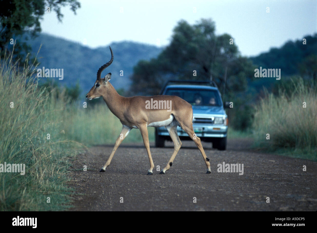 Antelope crossing street Stock Photo - Alamy