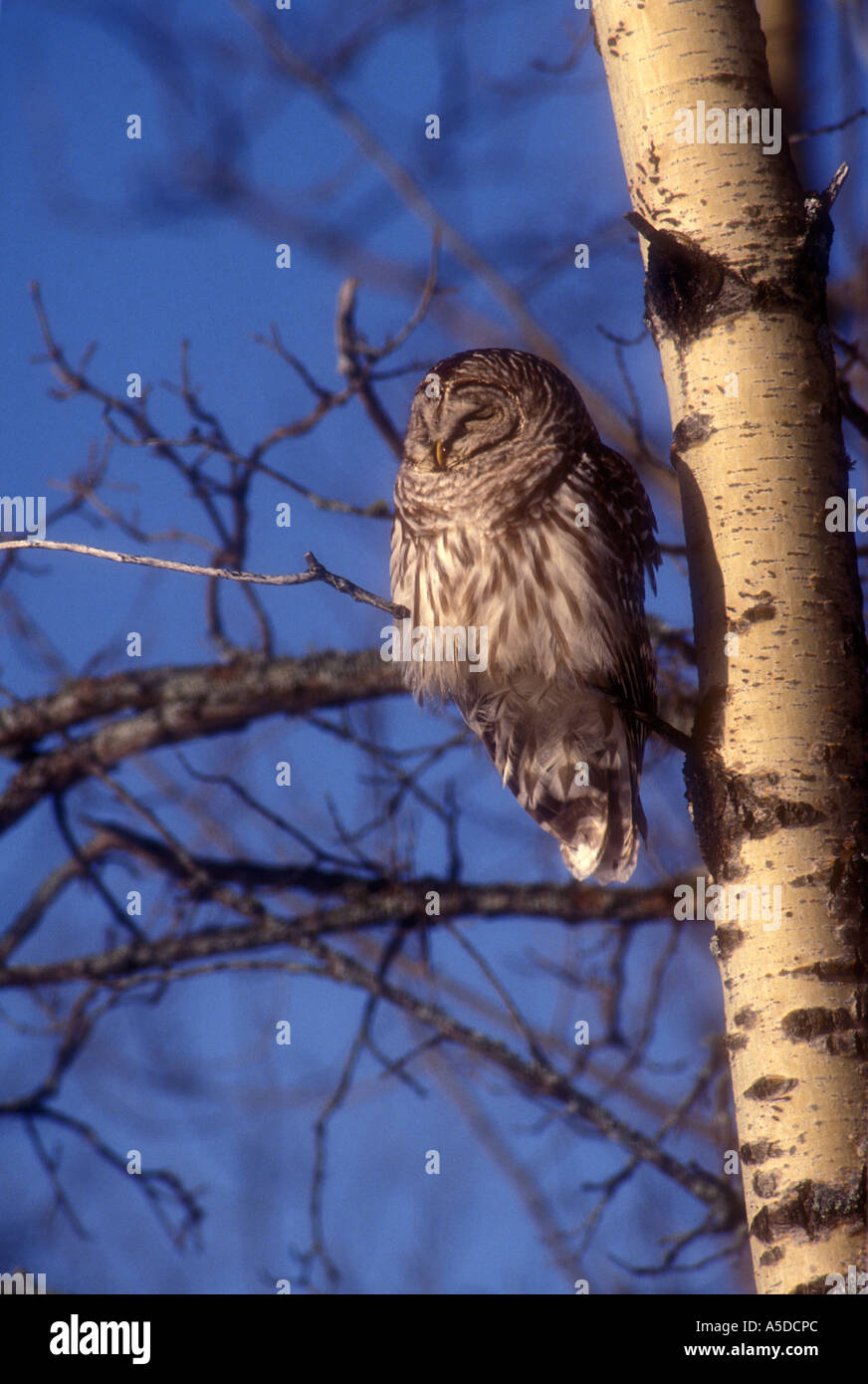 Barred owl (Strix varia) Roosting on tree branch at edge of road in ...