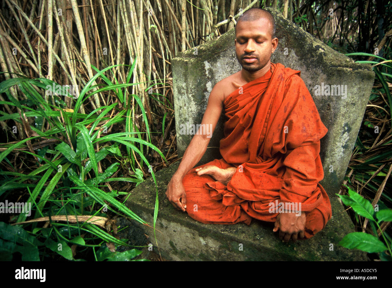 Hotel ayurveda hotel in Kandy with man meditating near Tree of Life ...