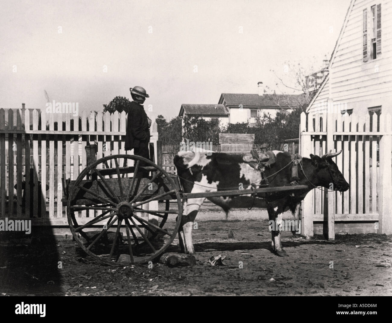 Ox, cart, vintage photo hi-res stock photography and images - Alamy