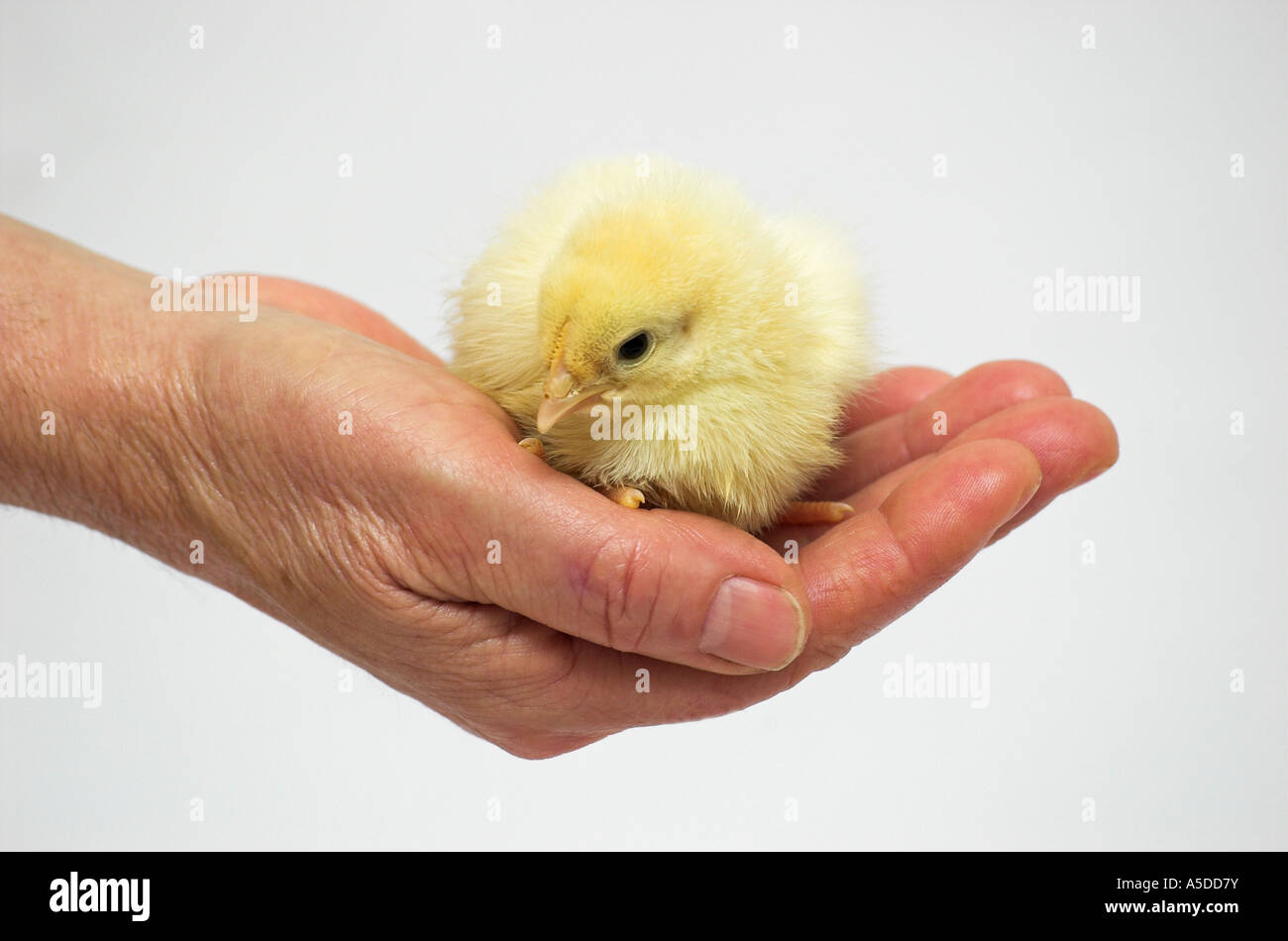 Human hand holding baby chicken Stock Photo - Alamy