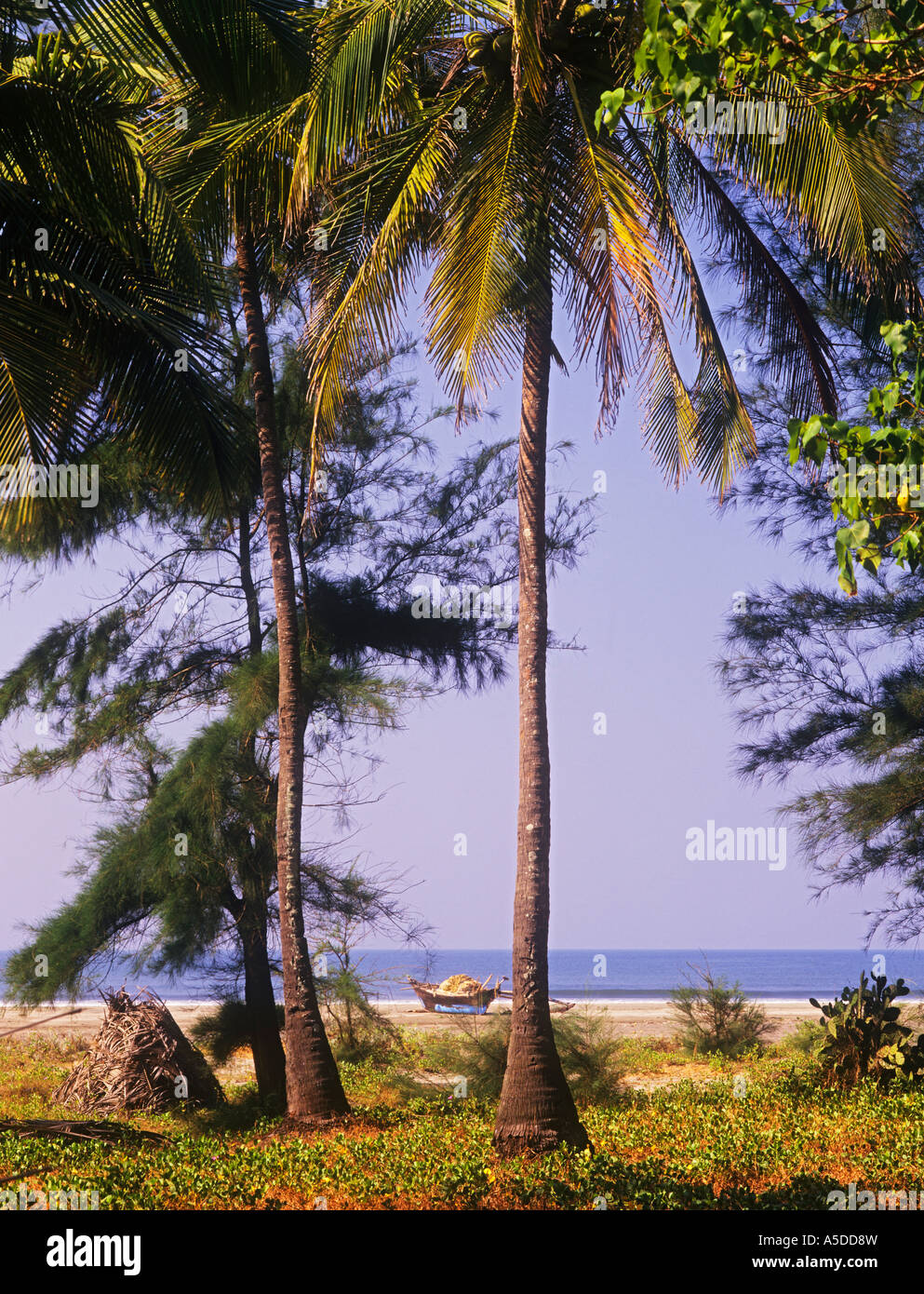 Morjim Beach Pernem Goa India Stock Photo - Alamy