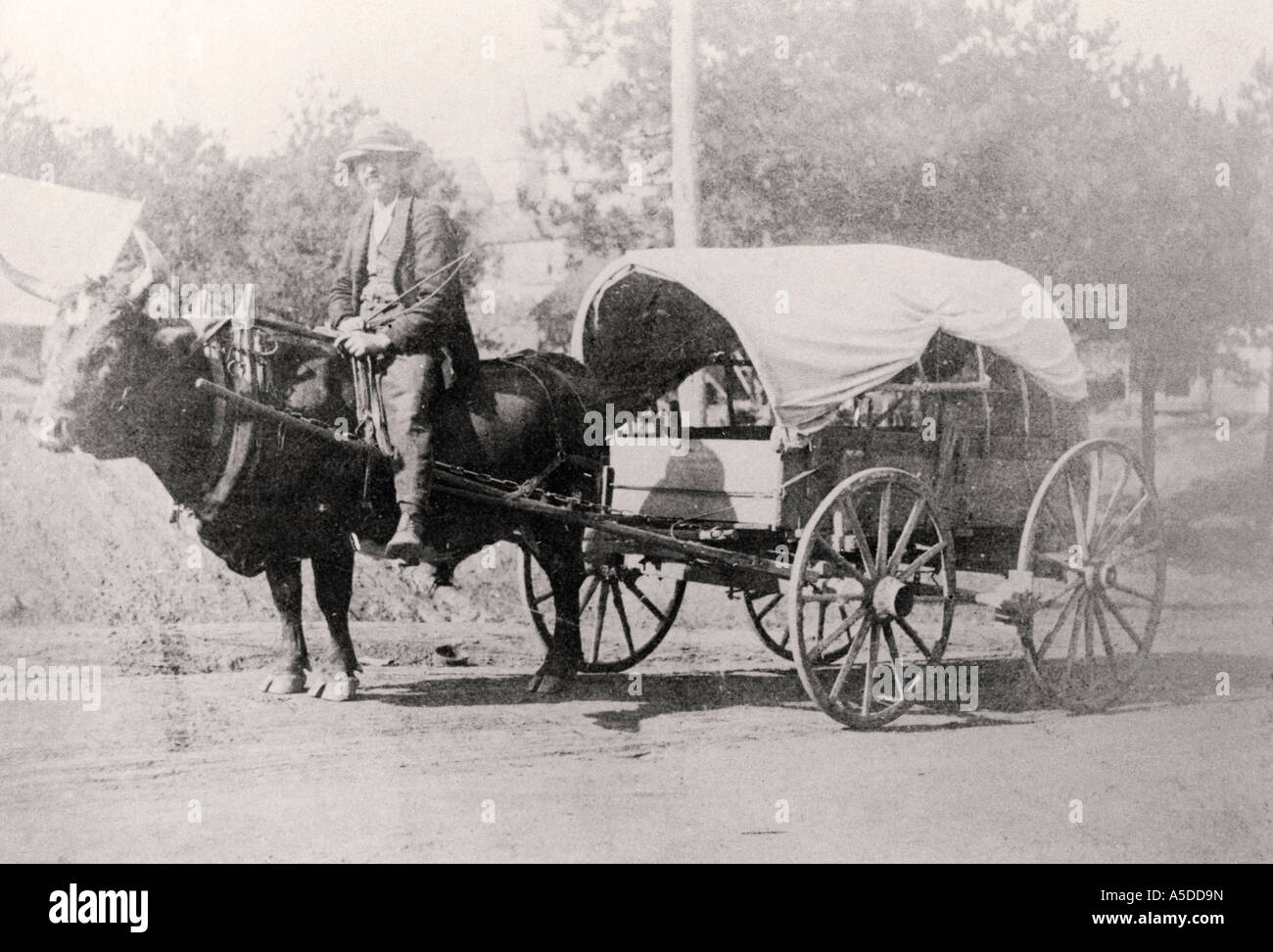 Ox, cart, vintage photo hi-res stock photography and images - Alamy