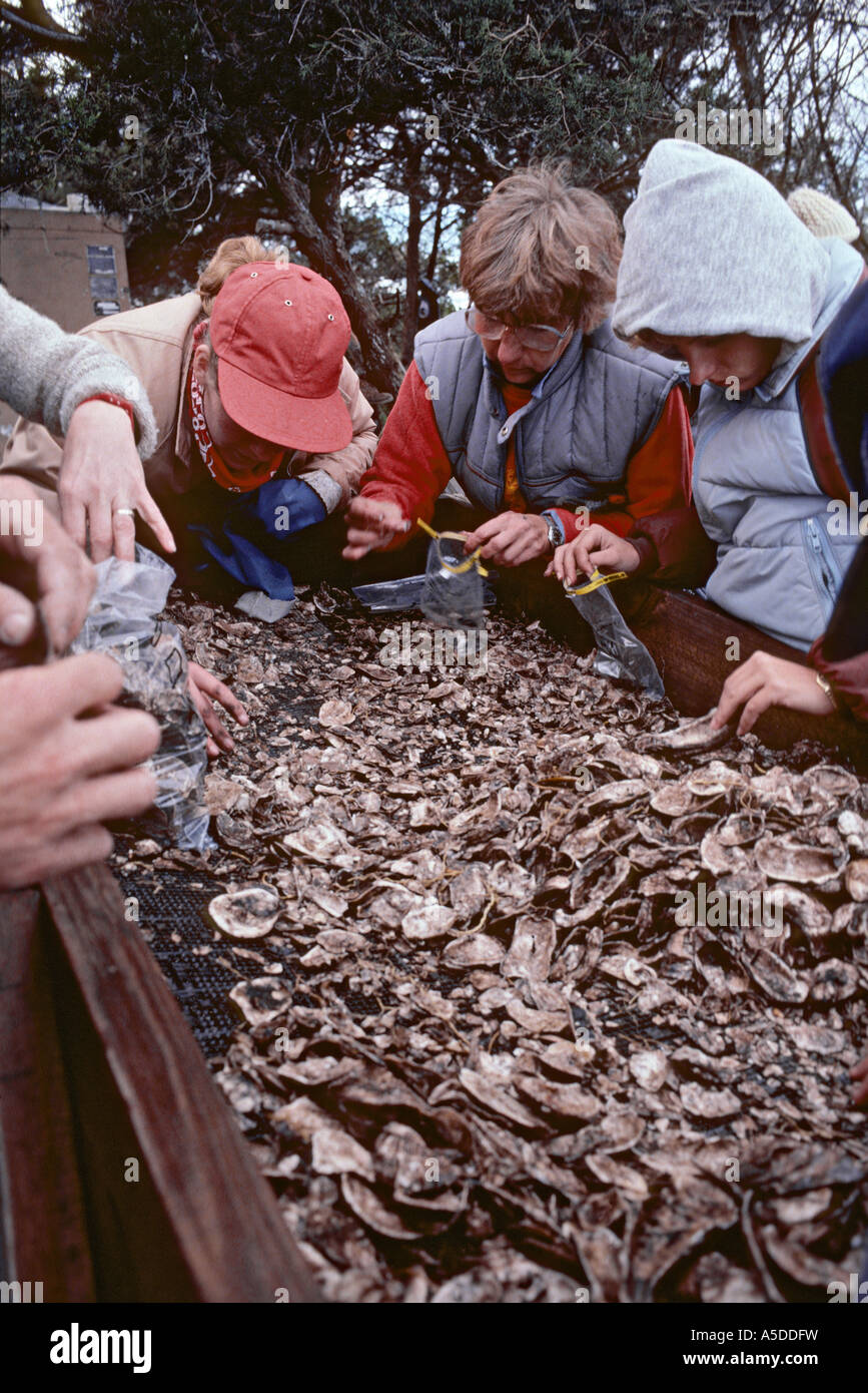 Archaeologists screening artifacts at an archaeological excavation at ...
