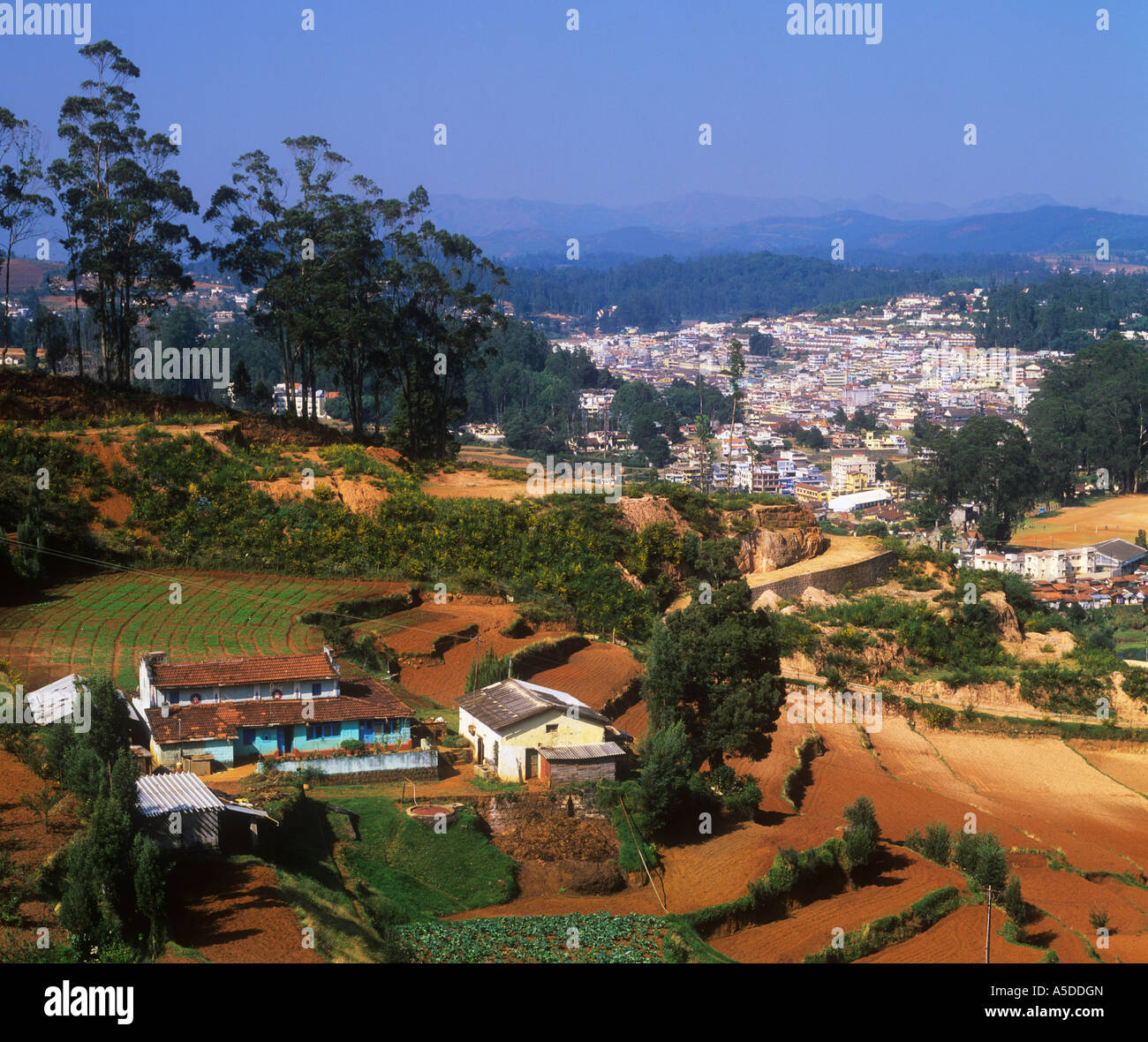 Nilgiri hi-res stock photography and images - Alamy