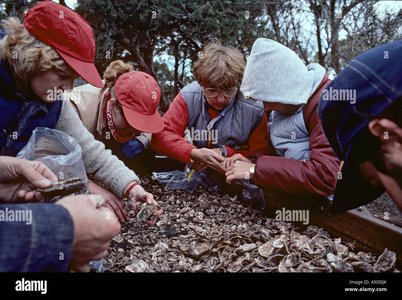 Archaeologists screening artifacts archaeological excavation hi-res ...