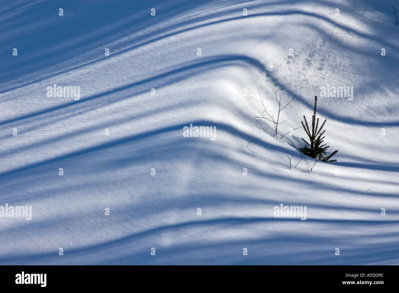 Tree shadows in winter with spruce sapling, Greater Sudbury, Ontario ...