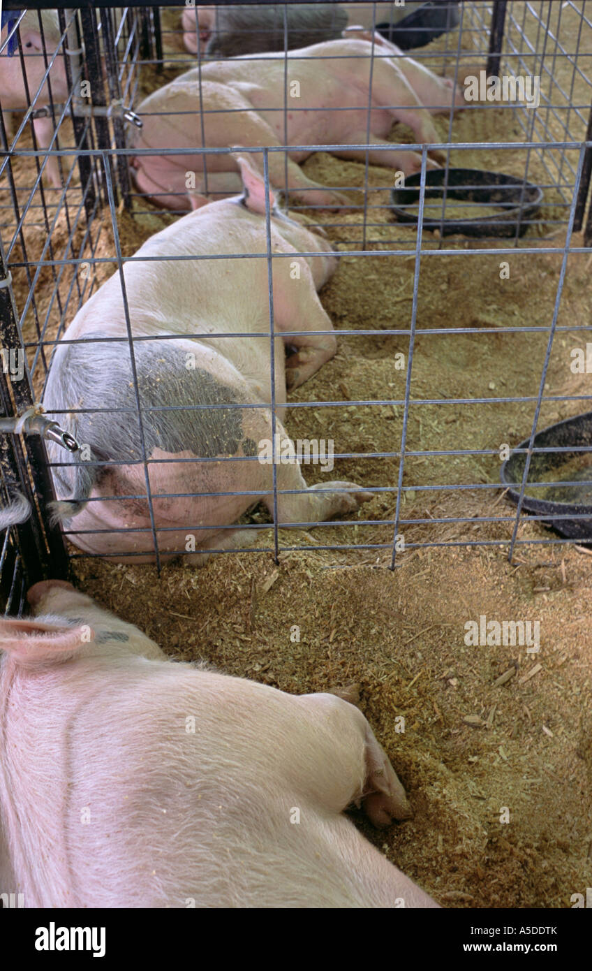 Four H Club pig competition at a county fair in Florida USA Stock Photo ...