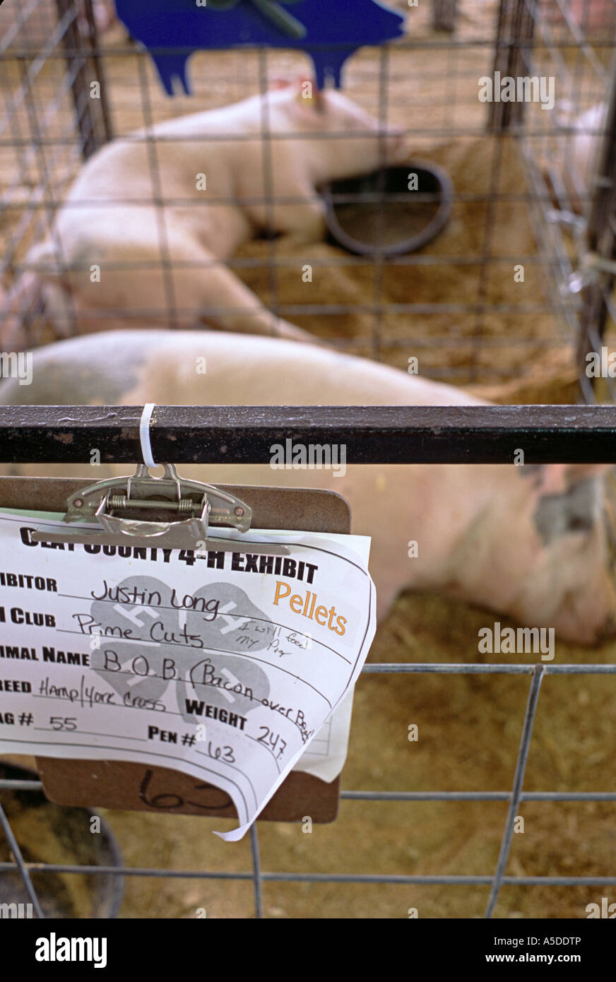 Four H Club pig competition at a county fair in Florida USA Stock Photo ...
