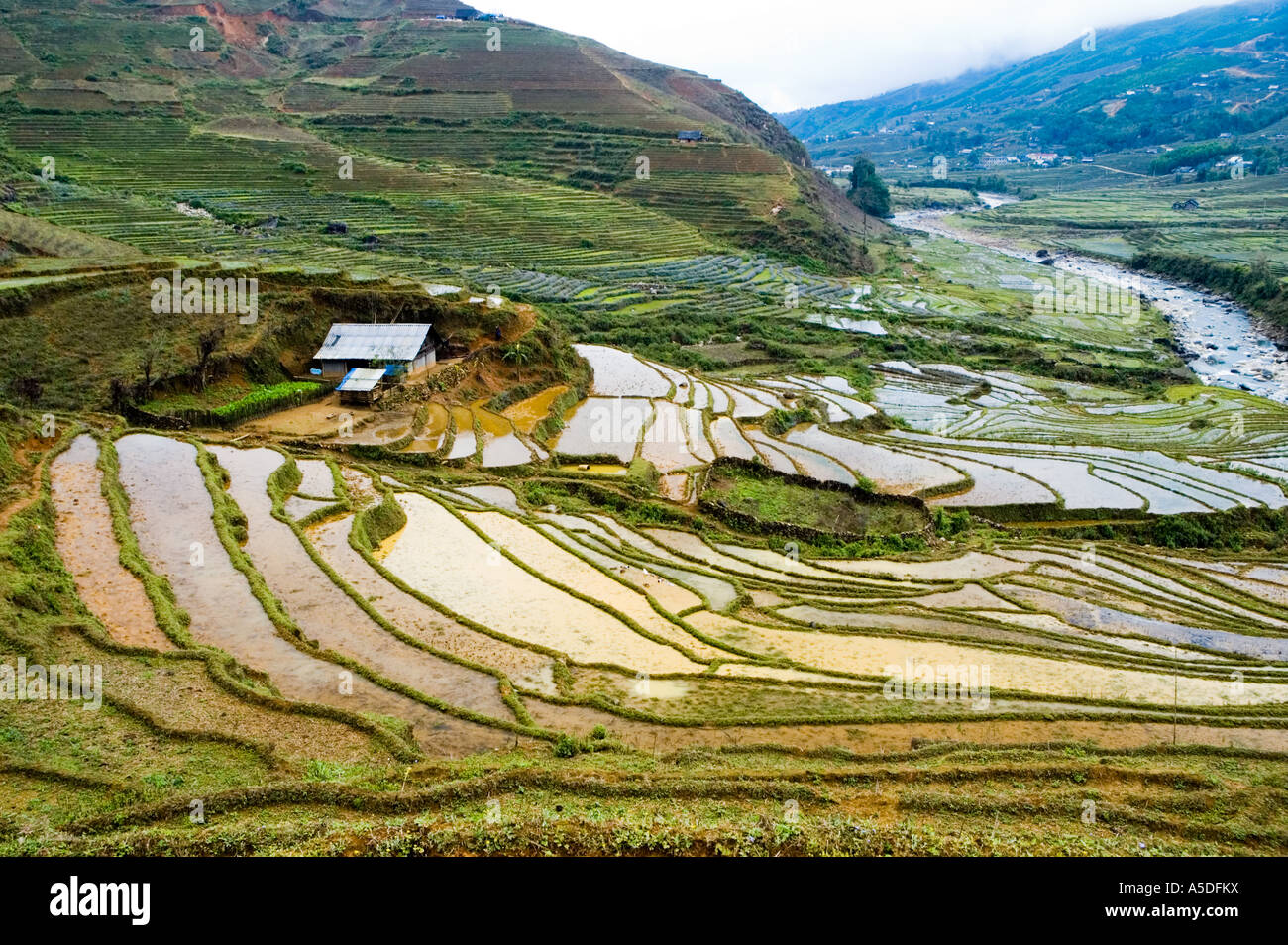 Mountain Rice Patties