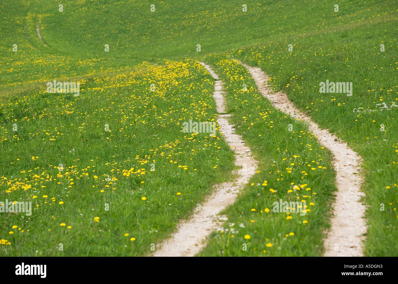 Skid- and footmarks on street Stock Photo - Alamy