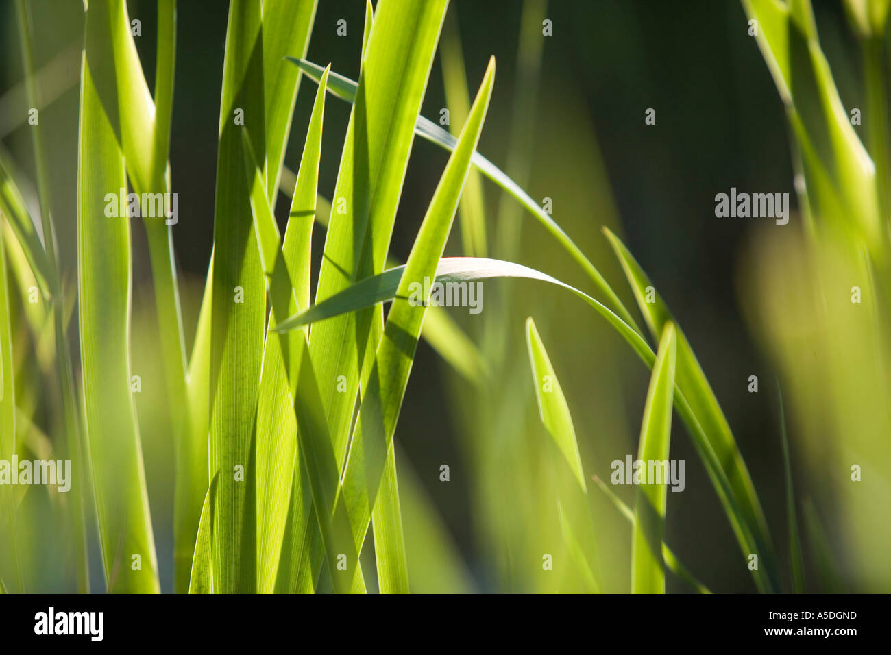 Blade of grasses, close-up Stock Photo - Alamy