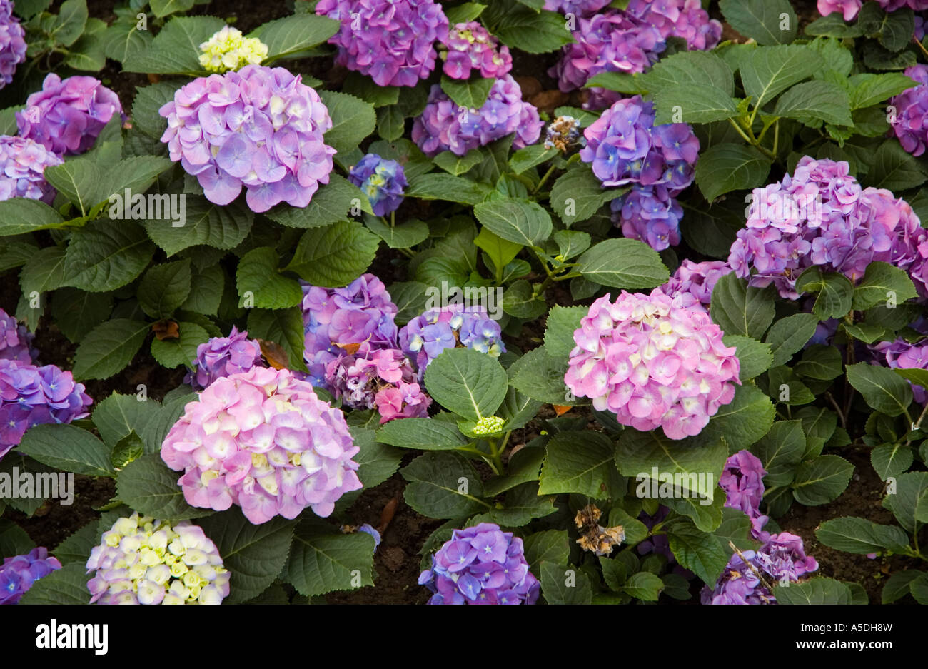 Stock photo of hydrangea flowers in Taiwan Stock Photo - Alamy