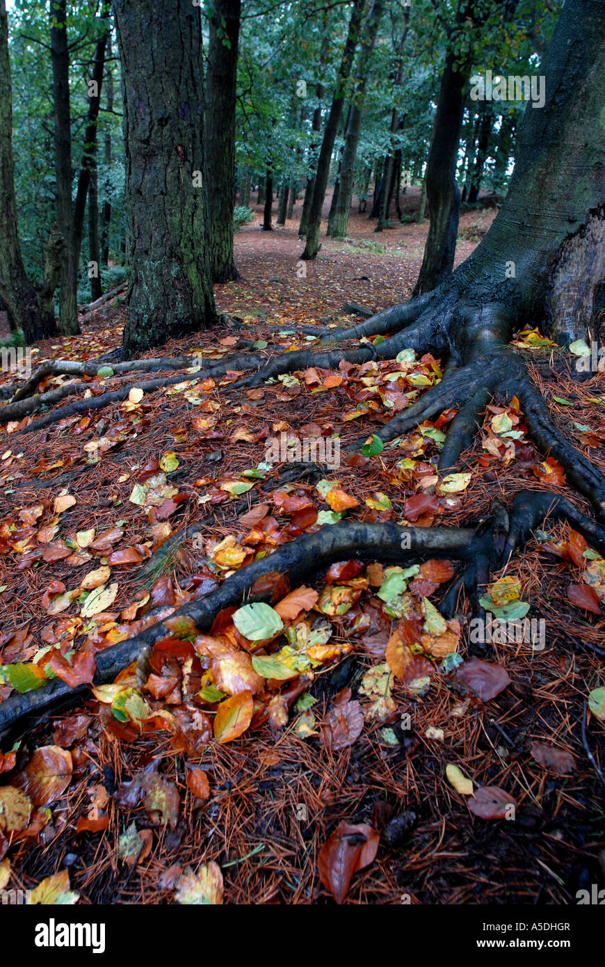 Wrekin autumn hi-res stock photography and images - Alamy