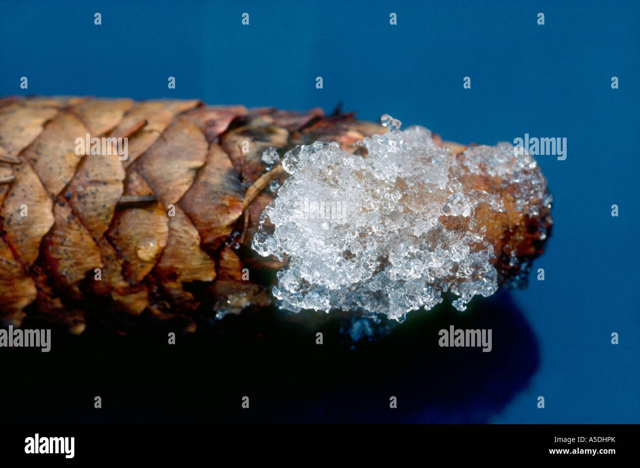 Alpine pine cone snow hi-res stock photography and images - Alamy