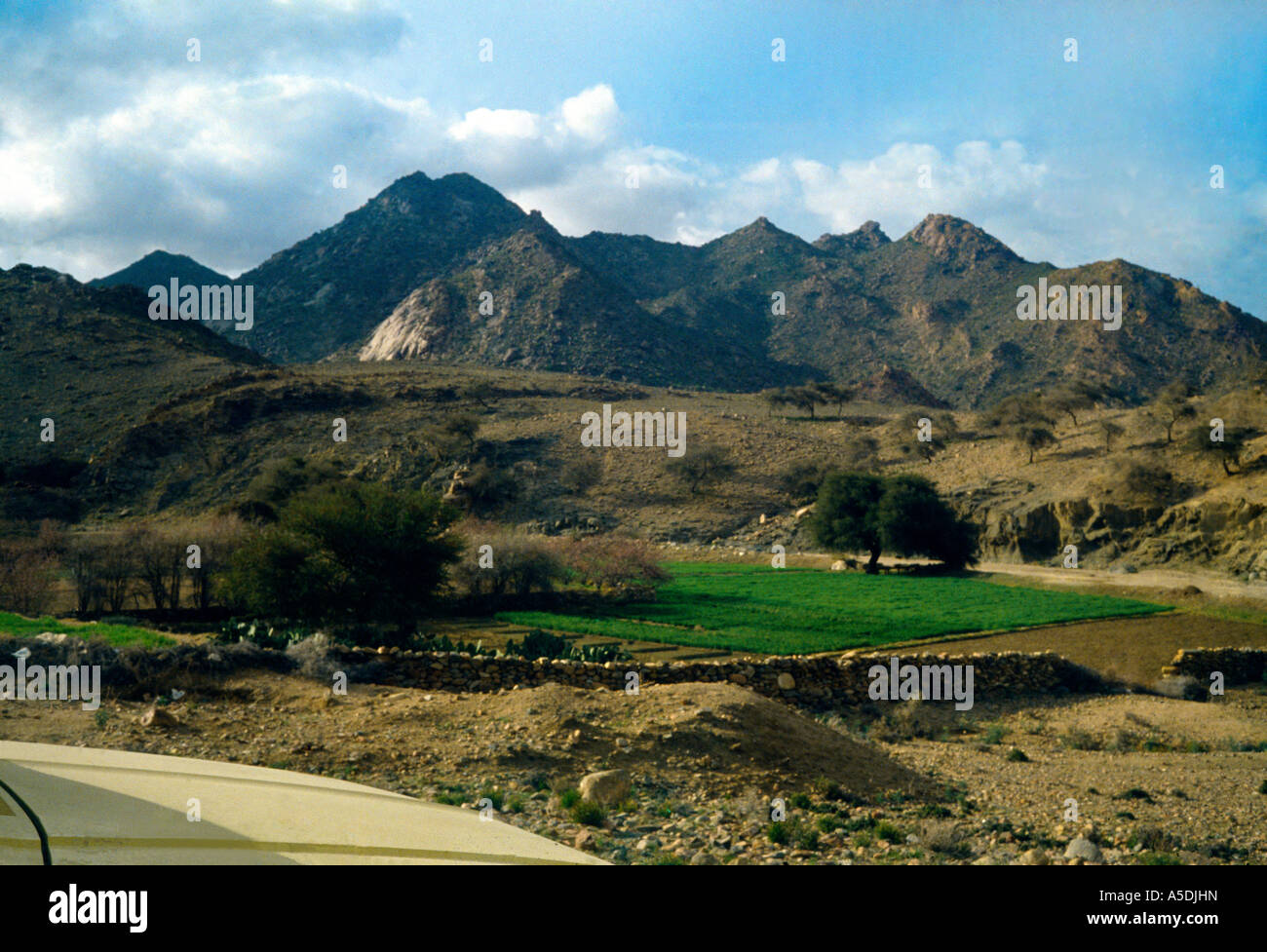 Saudi farm hi-res stock photography and images - Alamy