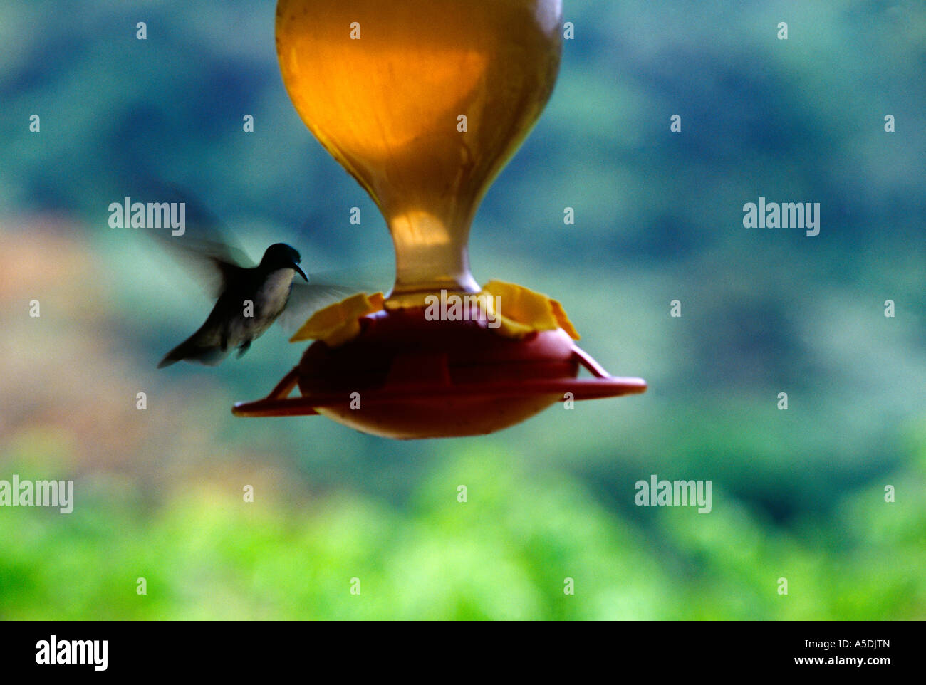 Trinidad Asa Wright Nature Reserve Humming Bird Stock Photo - Alamy
