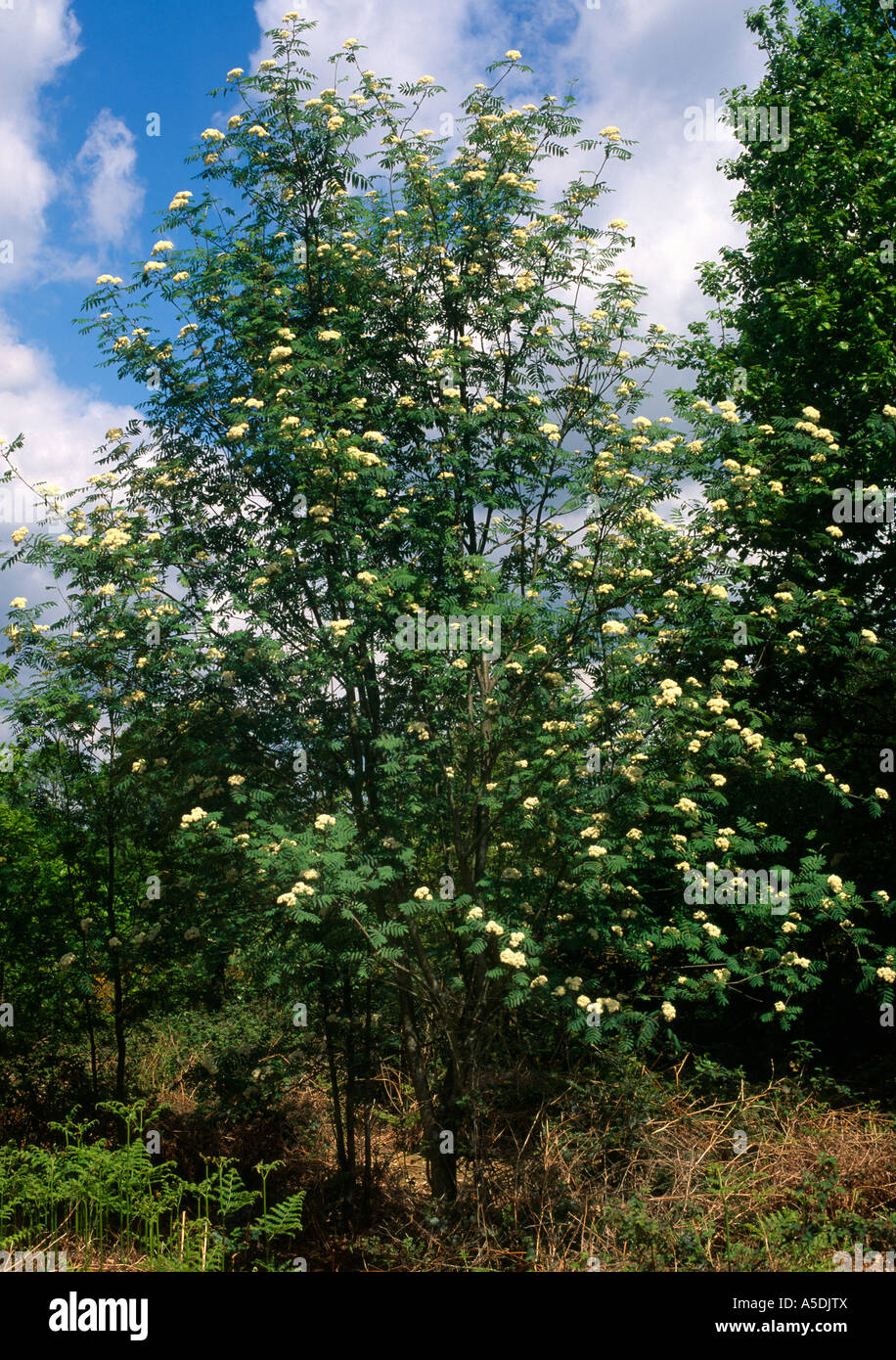 Rowan Mountain Ash Stock Photo - Alamy
