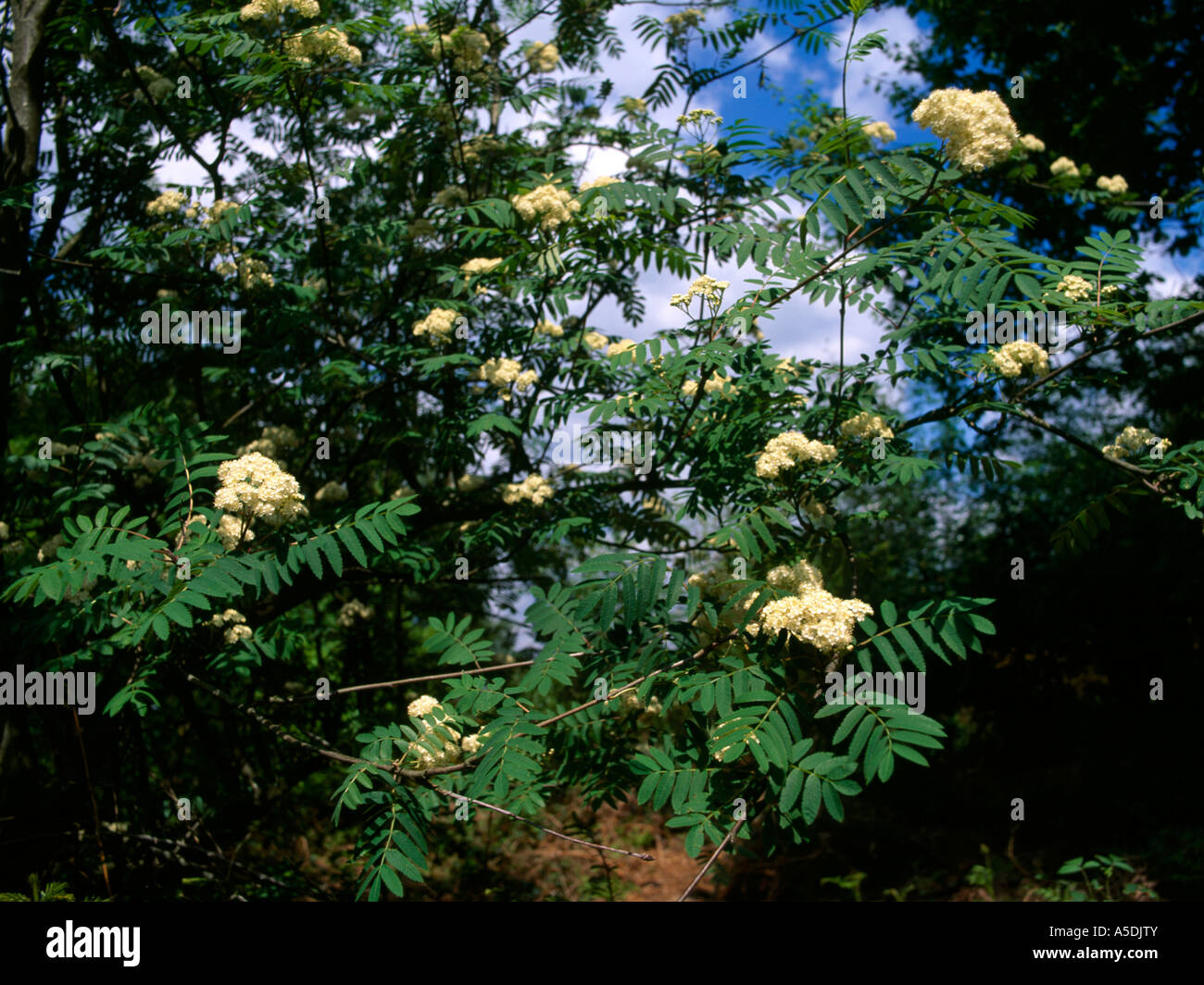 Rowan Mountain Ash Stock Photo - Alamy