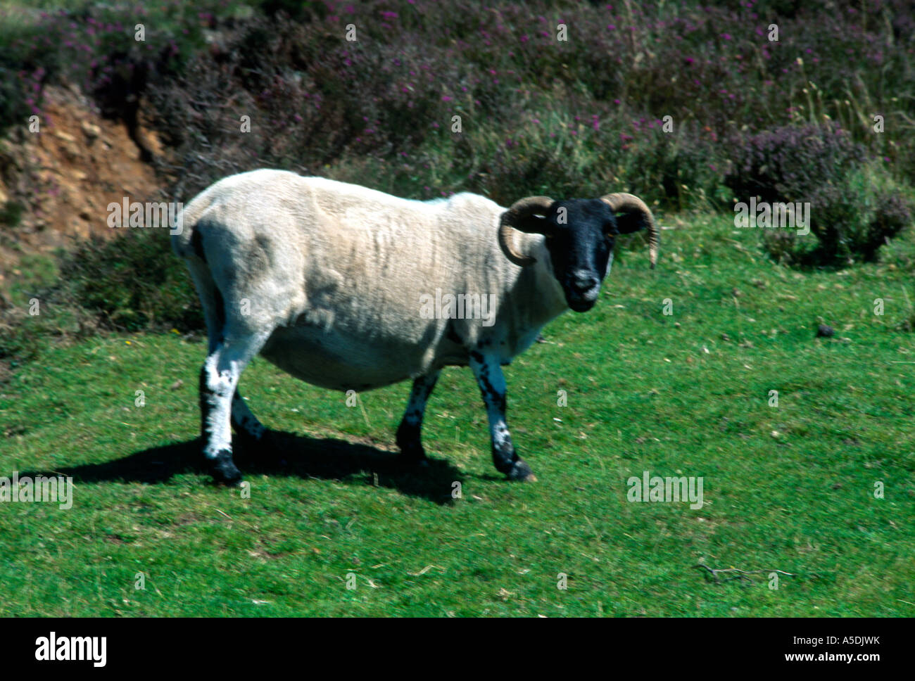 Exmoor Somerset England Sheep On The Moors Stock Photo - Alamy