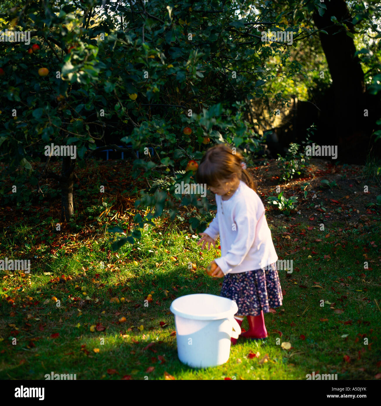 Child collecting Apples Stock Photo - Alamy