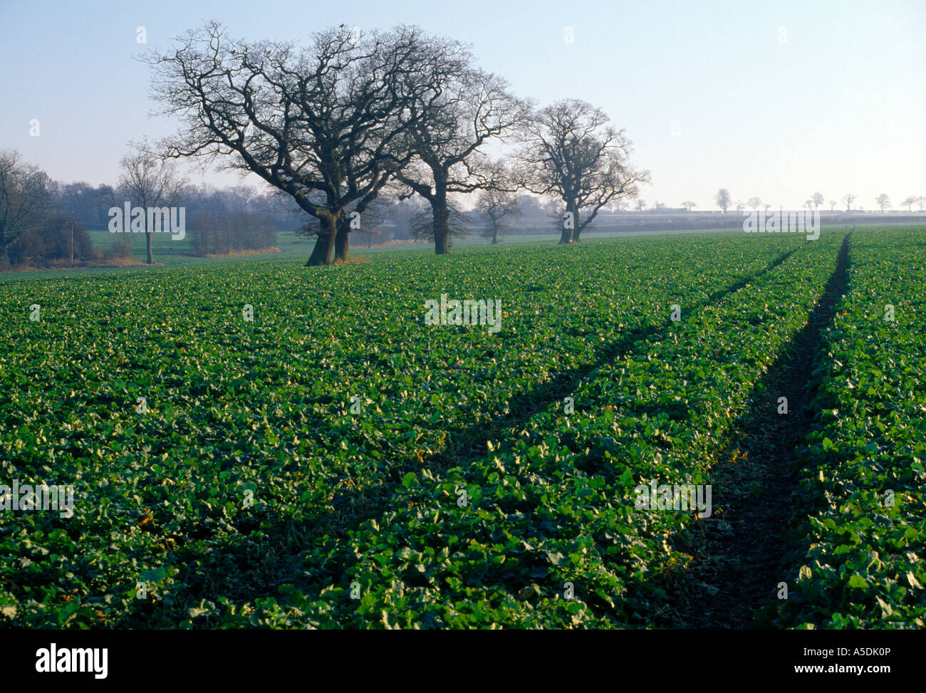 Track through field hi-res stock photography and images - Alamy