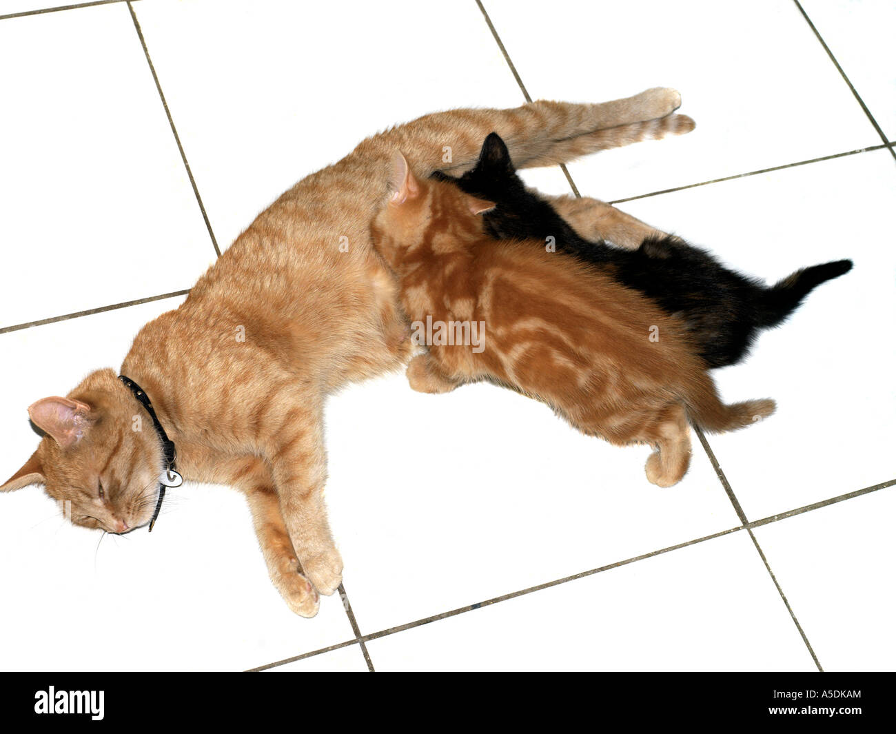 Female Ginger Cat Feeding Two Kittens Stock Photo - Alamy