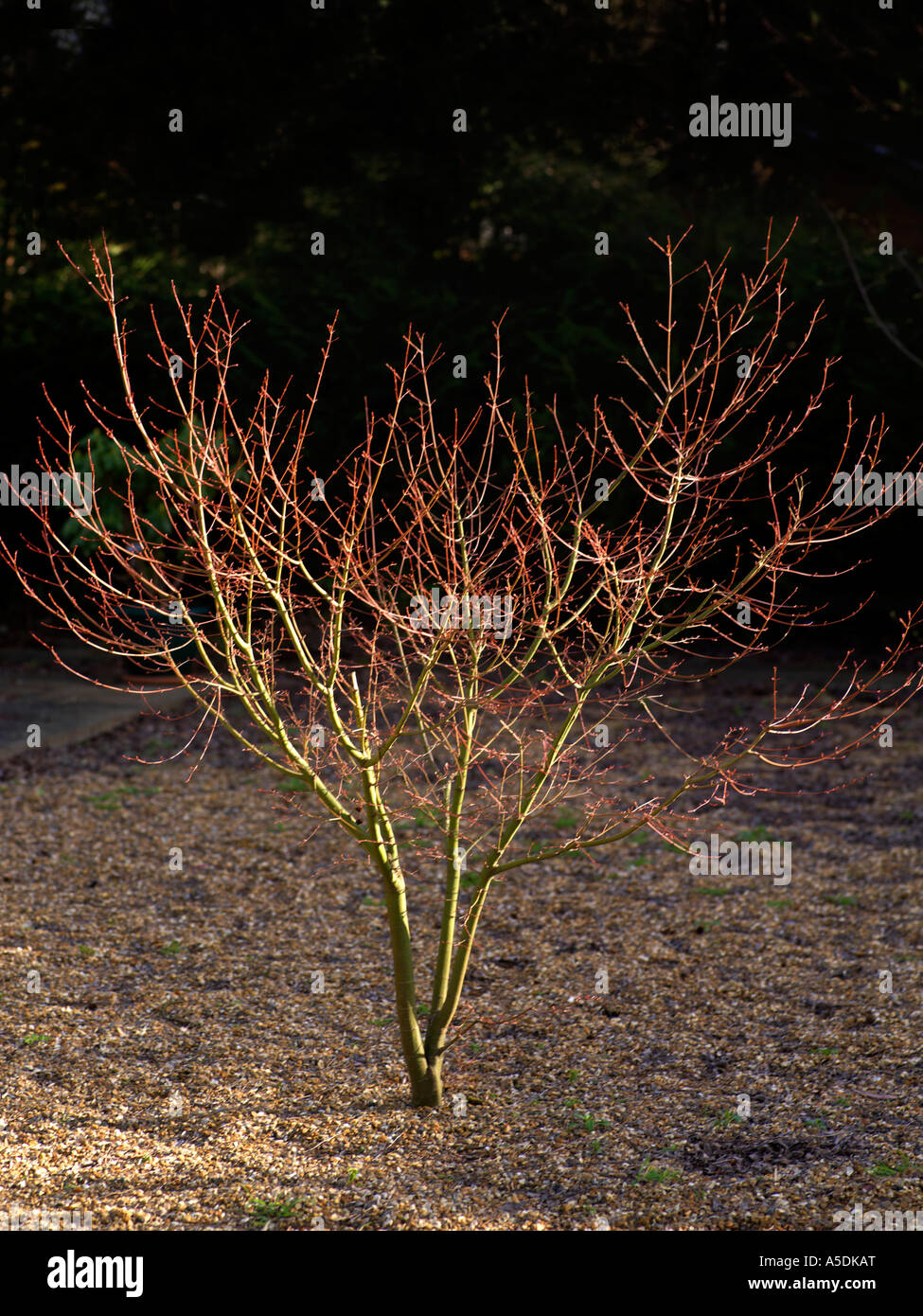 Acer Tree in March Stock Photo - Alamy