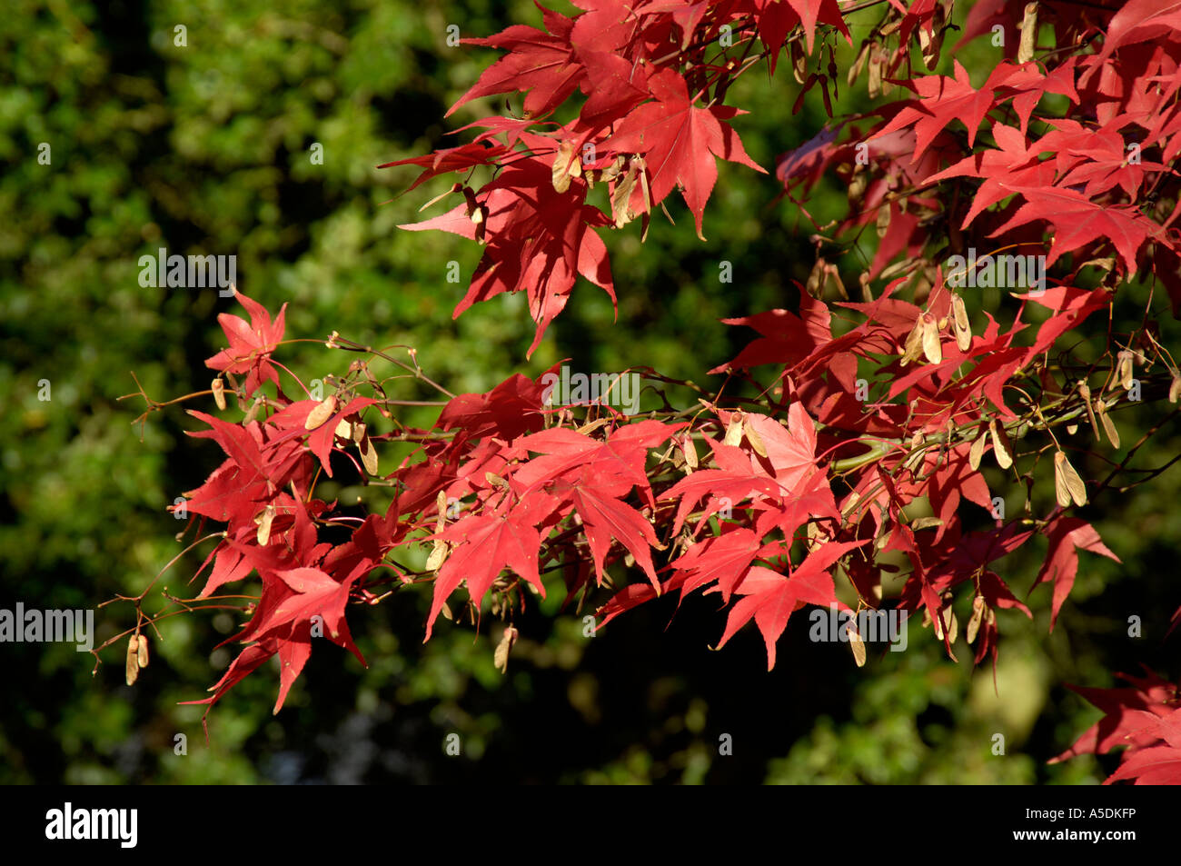 Maple acer sp autumn leaves hi-res stock photography and images - Alamy