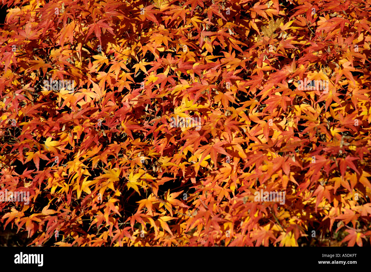 Japanese Maple Acer sp leaves in autumn Stock Photo - Alamy