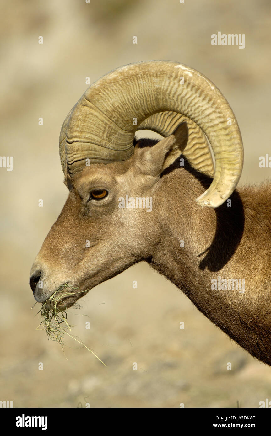 Bighorn Sheep Ovis canadensis close up showing horns California USA ...