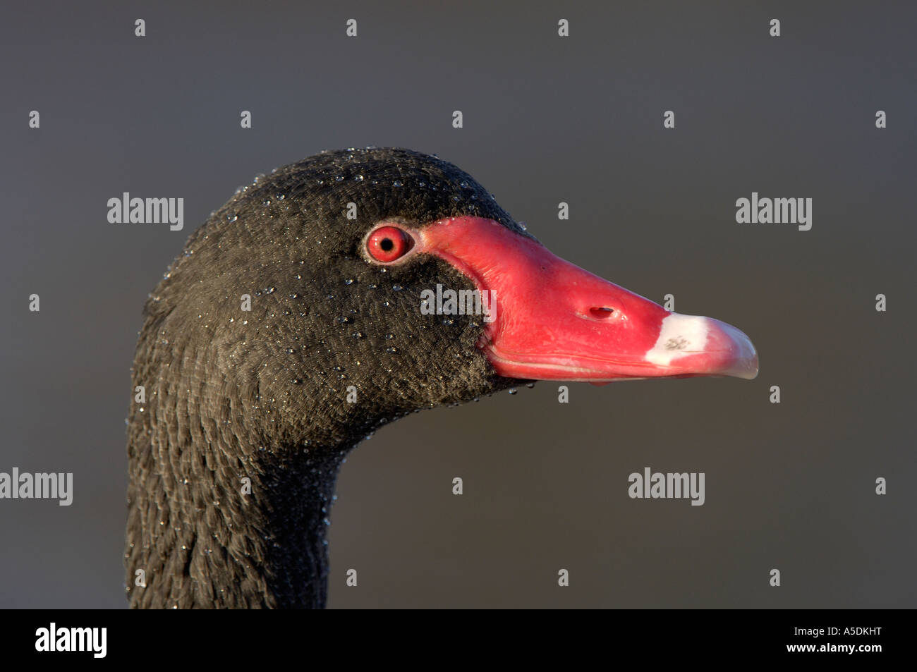 Close up black swan cleaning hi-res stock photography and images - Alamy