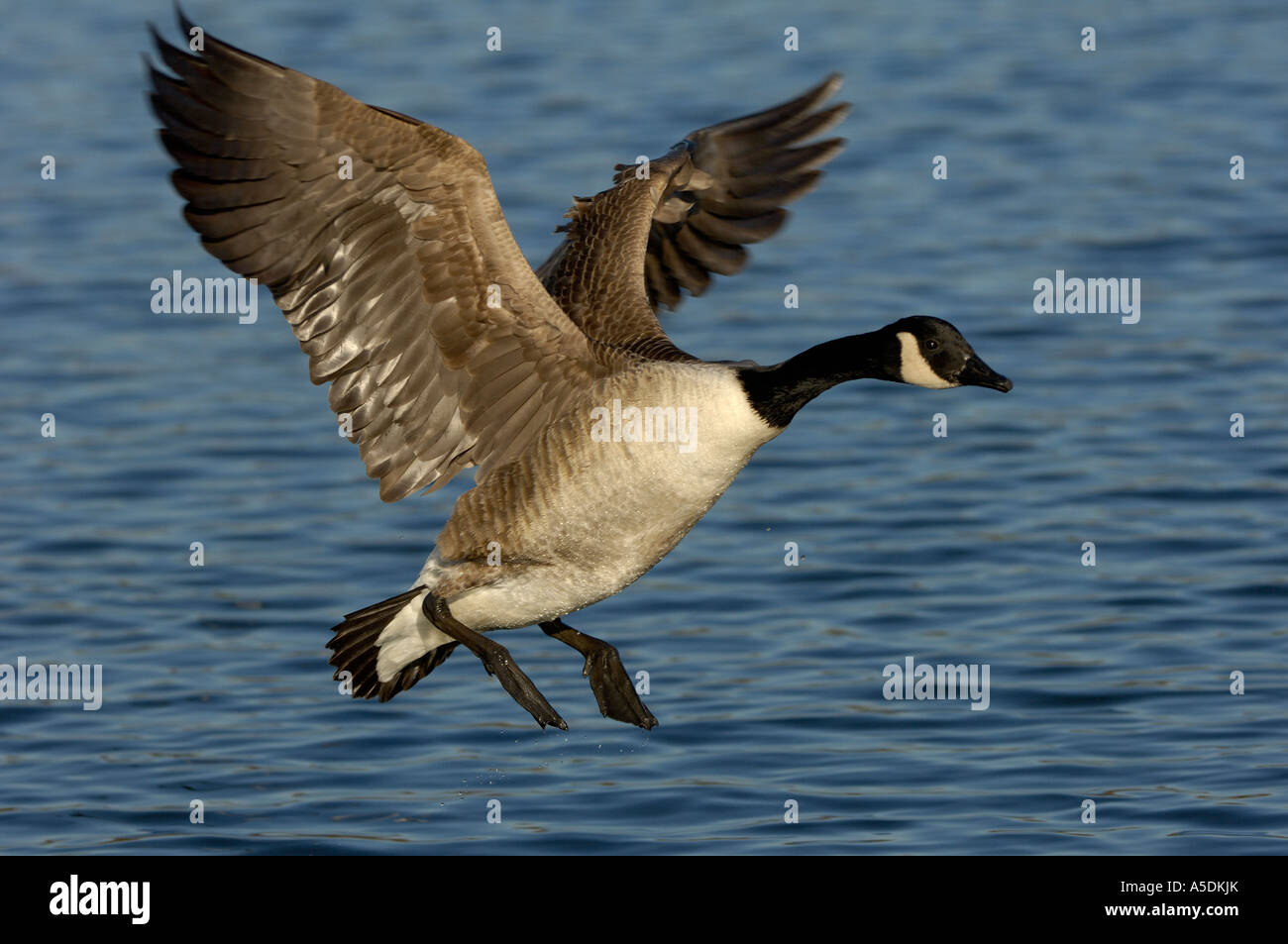 Canada Goose Branta canadensis Hertfordshire UK in flight coming in to ...