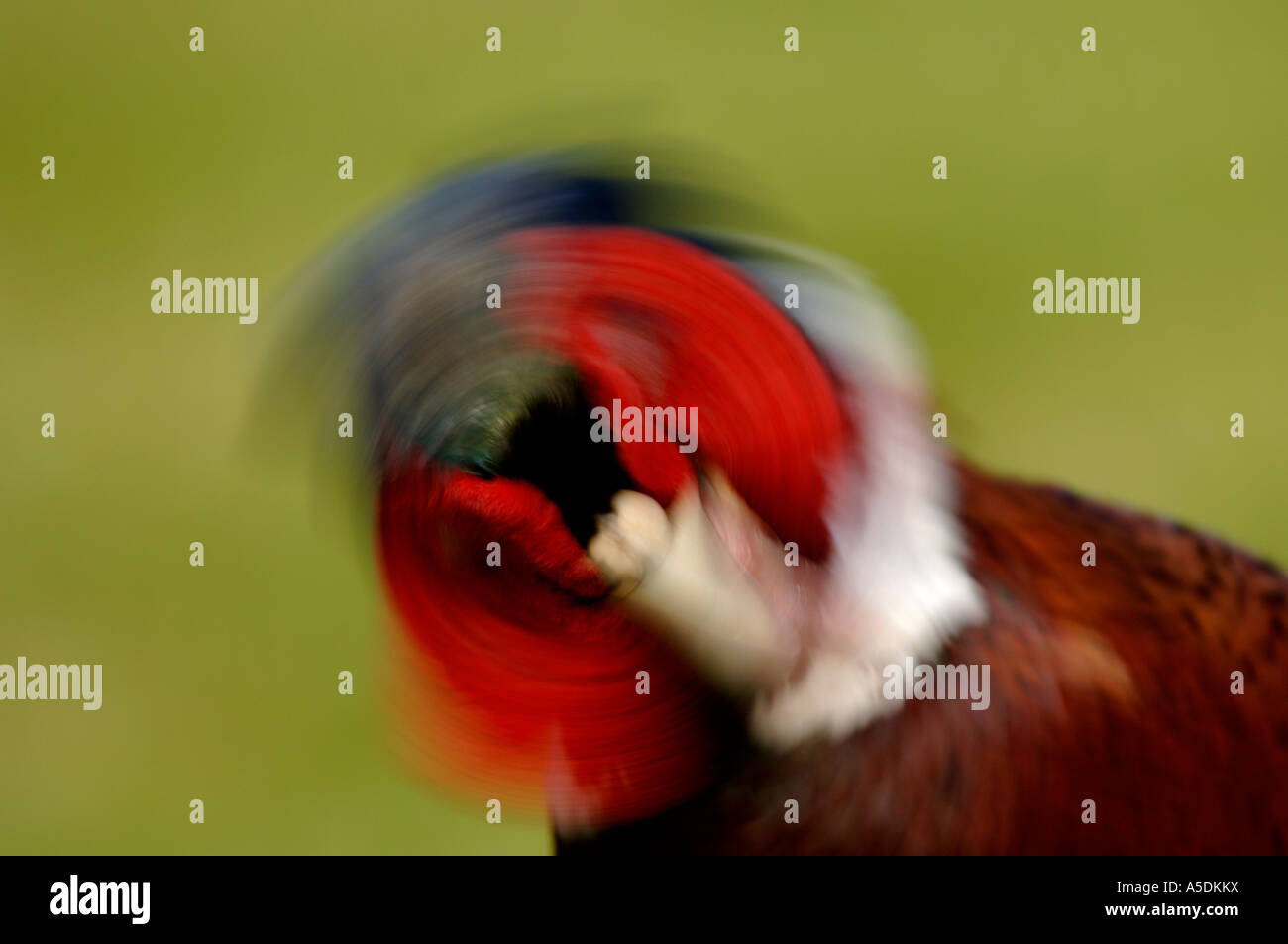Male Common Pheasant Phasianus colchicus shaking head abstract blurred ...