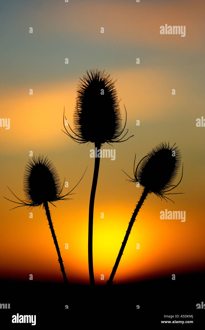 Teasel Dipsacus fullonum flower heads in silhouette at sunset UK Stock ...