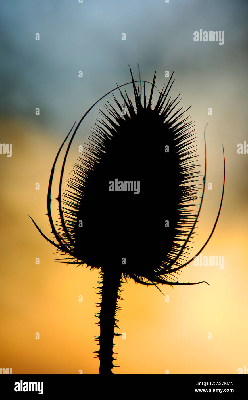 Teasel Dipsacus fullonum flower head in silhouette UK Stock Photo - Alamy