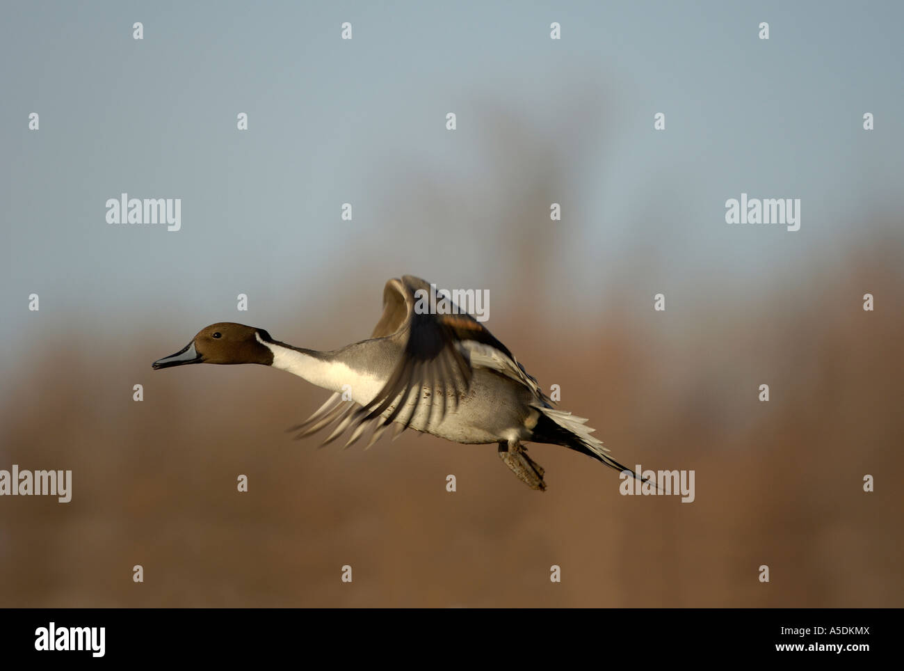 Pintail Anas acuta New Mexico USA drake in flight Stock Photo - Alamy