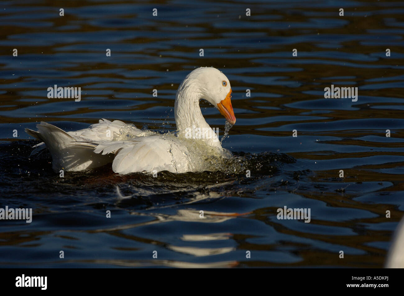 Goose washing hi-res stock photography and images - Alamy