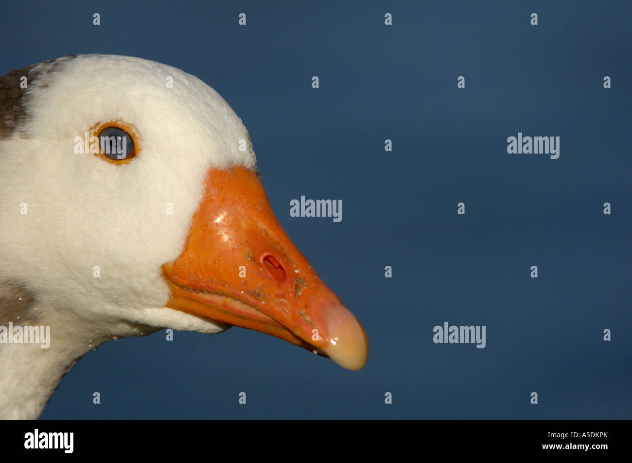 Farmyard Goose close up of head Hertfordshire UK Stock Photo - Alamy
