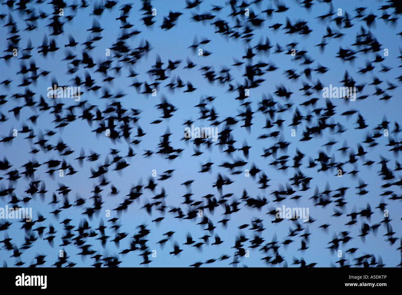 Starlings flying in formation at dusk hi-res stock photography and ...