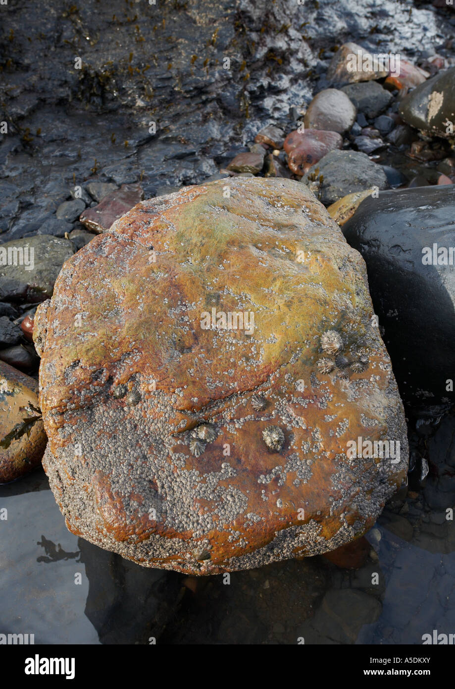 Rock Formation, Robin Hood Bay, Yorkshire, England Stock Photo - Alamy