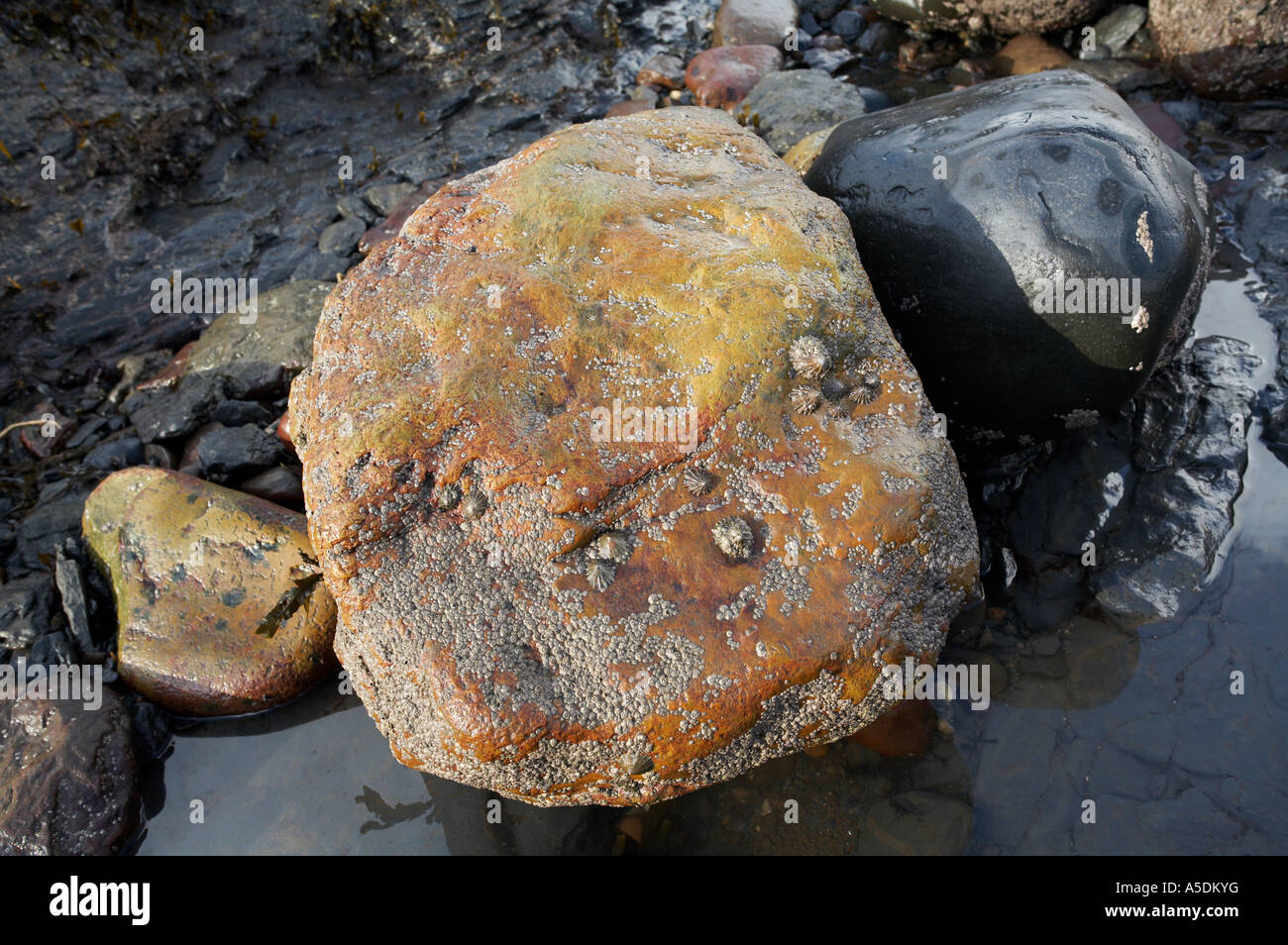 Rock Formation, Robin Hood Bay, Yorkshire, England Stock Photo - Alamy