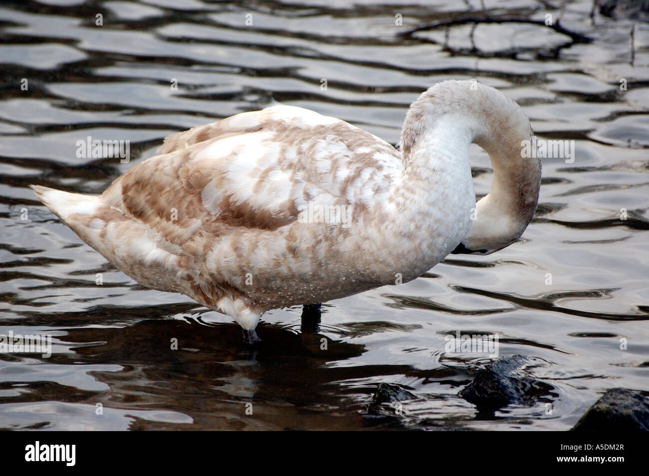 A juvenile mute swan with its head tucked down under it s body whilst preening its feathers ...